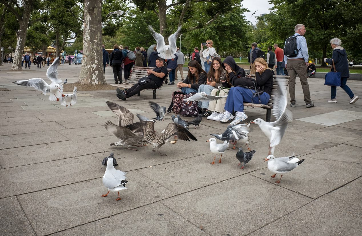 2,000 Racing Pigeons Die In LaPorte County Loft Fire - Pigeon Patrol ...