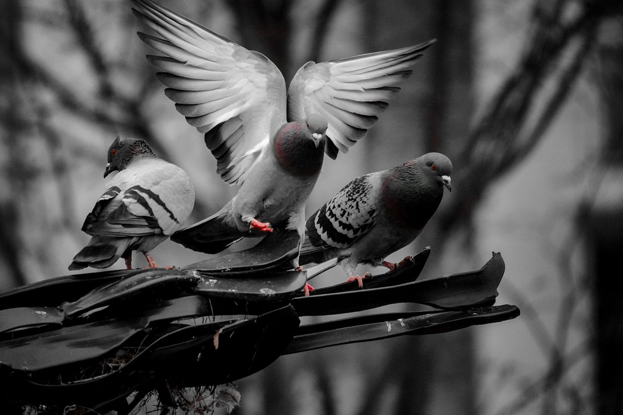 Indiana fire kills nearly 2,000 competitive racing pigeons - Pigeon ...