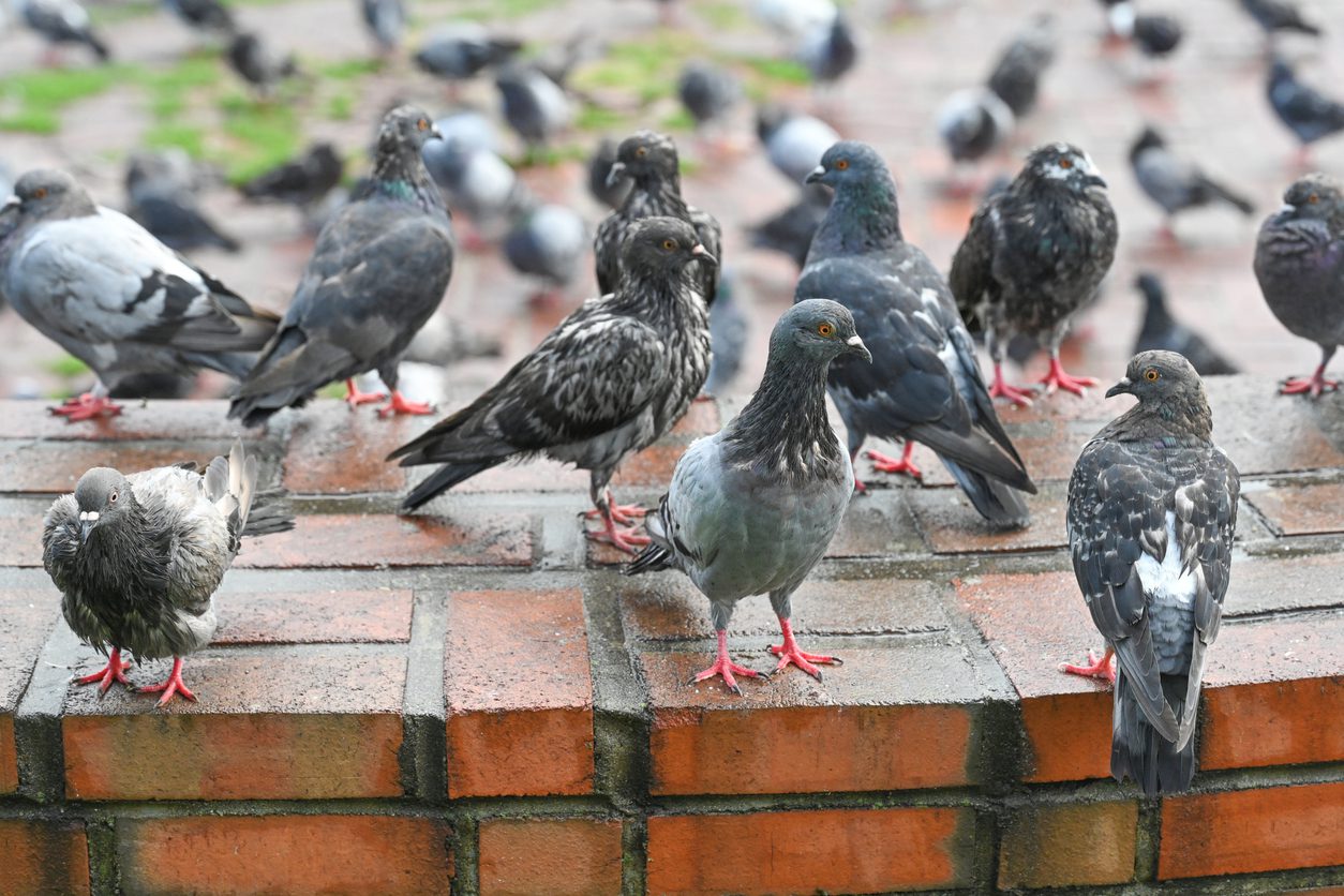 Birth control for bird control? Toronto put pigeons on the pill to ...