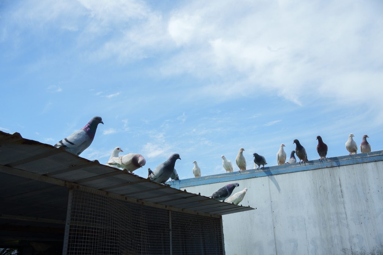 Rock pigeons should not be overlooked. Here's why - Pigeon Patrol ...