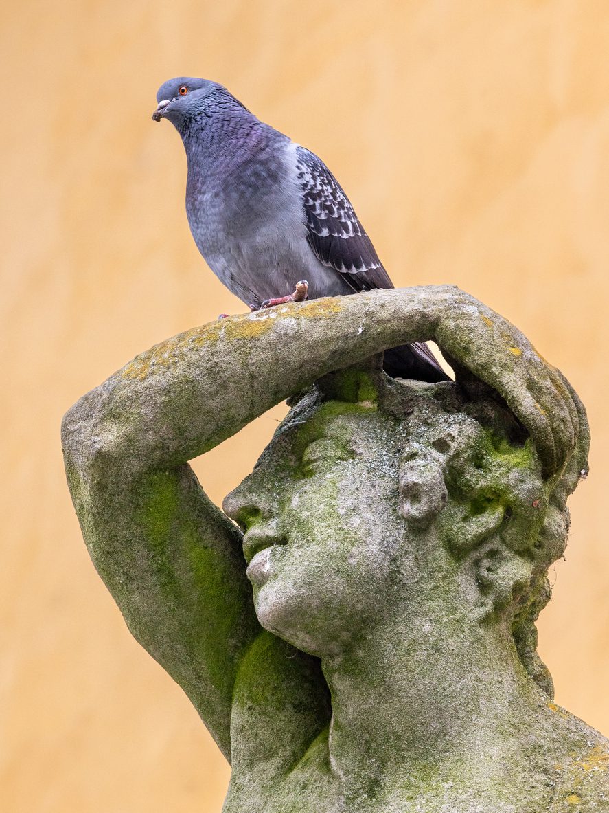 Meet the N.L. couple finding happiness in pet pigeons - Pigeon Patrol ...