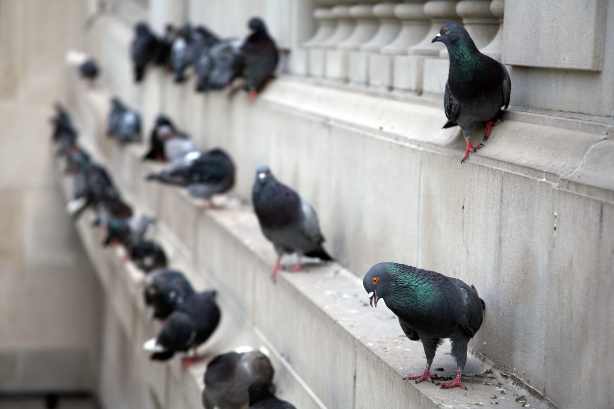 IN PRAISE OF PIGEONS - Pigeon Patrol Canada - Bird Control Products ...