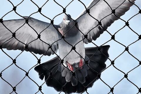 How to Get Rid of Pigeons | Humane Pigeon Control Solutions