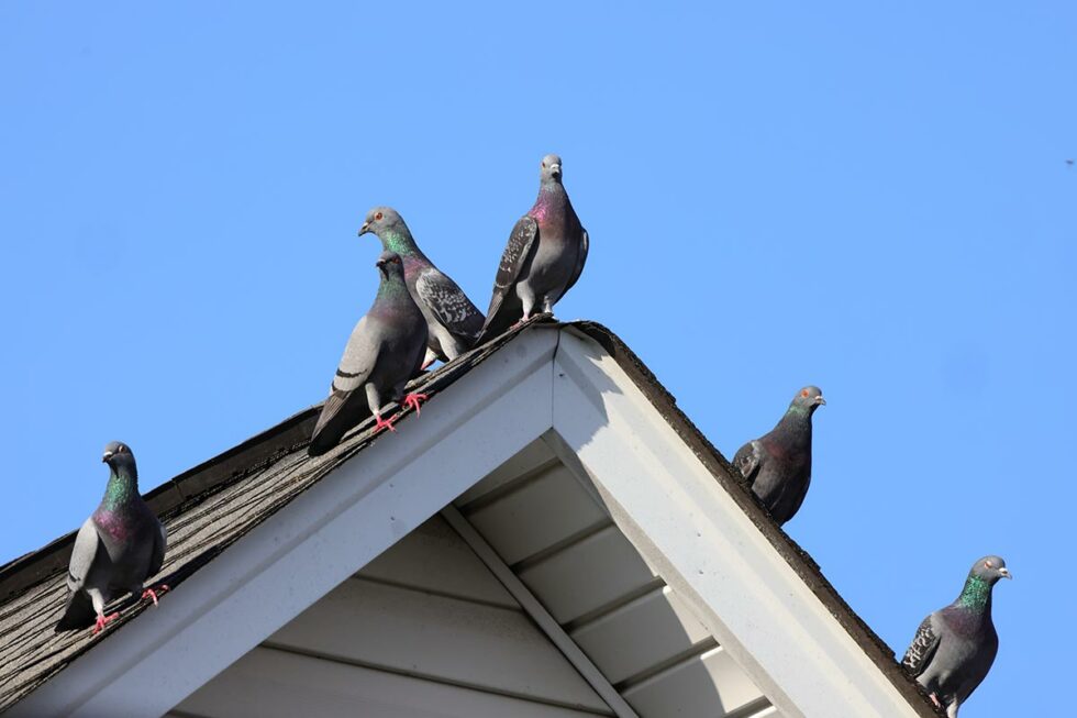 How to Get Rid of Pigeons | Humane Pigeon Control Solutions