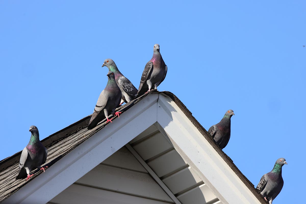 How to Get Rid of Pigeons | Humane Pigeon Control Solutions