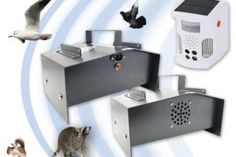 How to Get Rid of Pigeons | Humane Pigeon Control Solutions