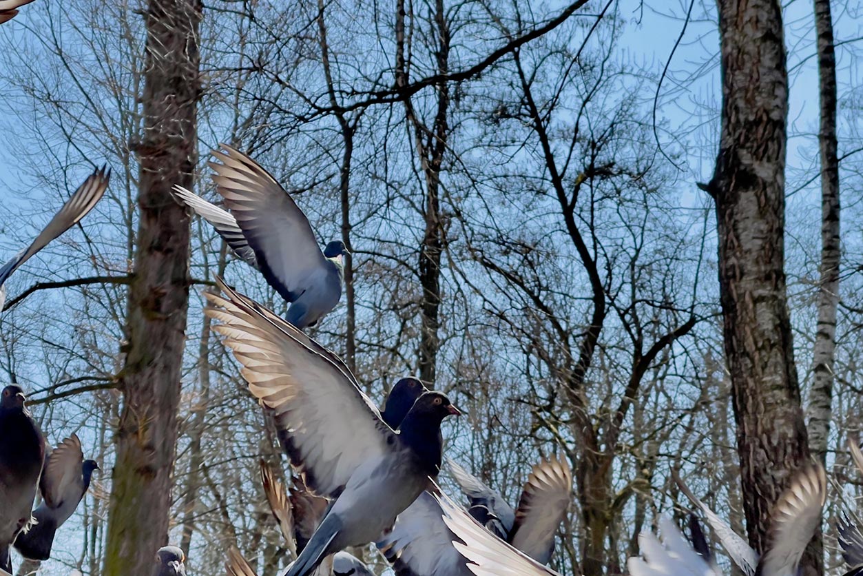 Pigeon Bird Repellent | Best Pigeon Deterrents & Repellers