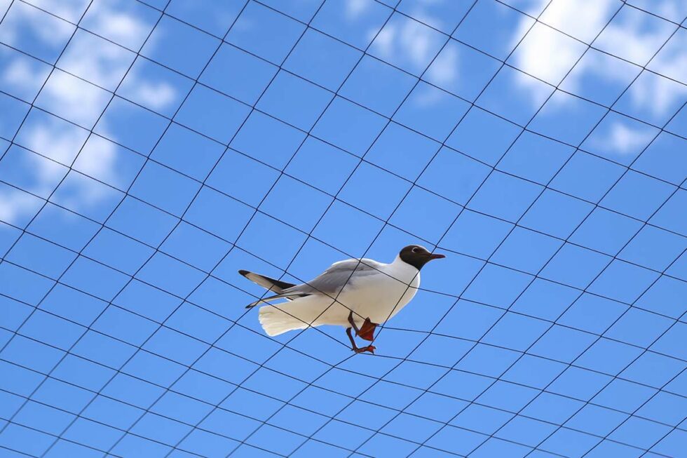 Bird Control | Safe, Humane Bird Deterrents That Work