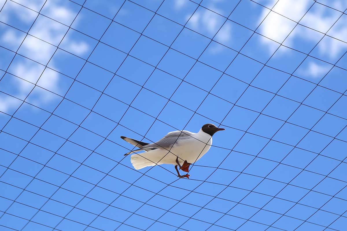 Bird Control | Safe, Humane Bird Deterrents That Work