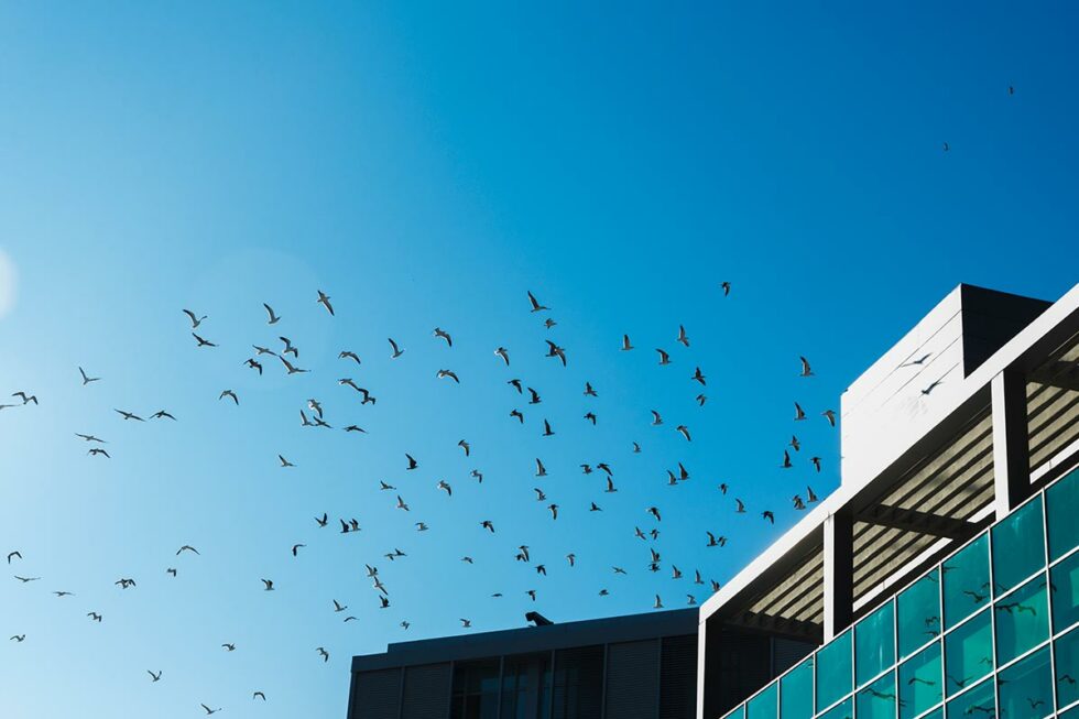 Bird Sound Deterrent | Effective Electronic Bird Repellers