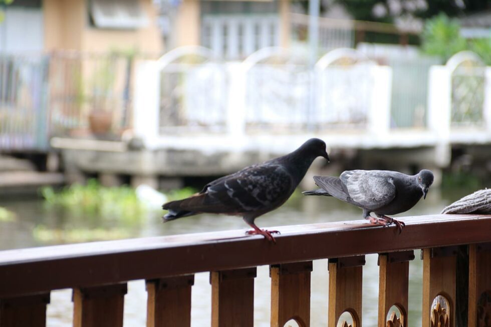 Pigeon Control for Balcony | Best Balcony Bird Deterrents