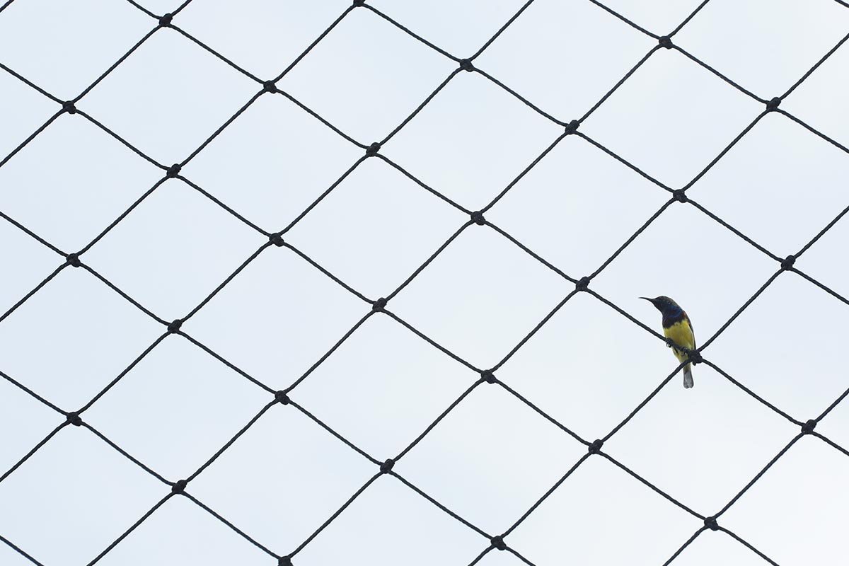 Pigeon Net | Strong & Discreet Bird Netting Solutions