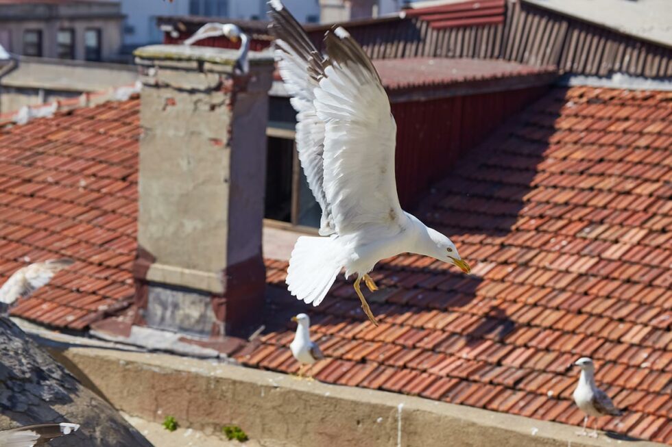 Pigeon Repellents | Best Products to Keep Pigeons Away